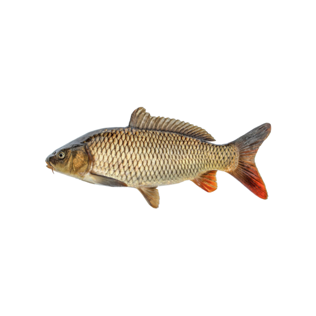 Whole Carp - MyKosherFish.com